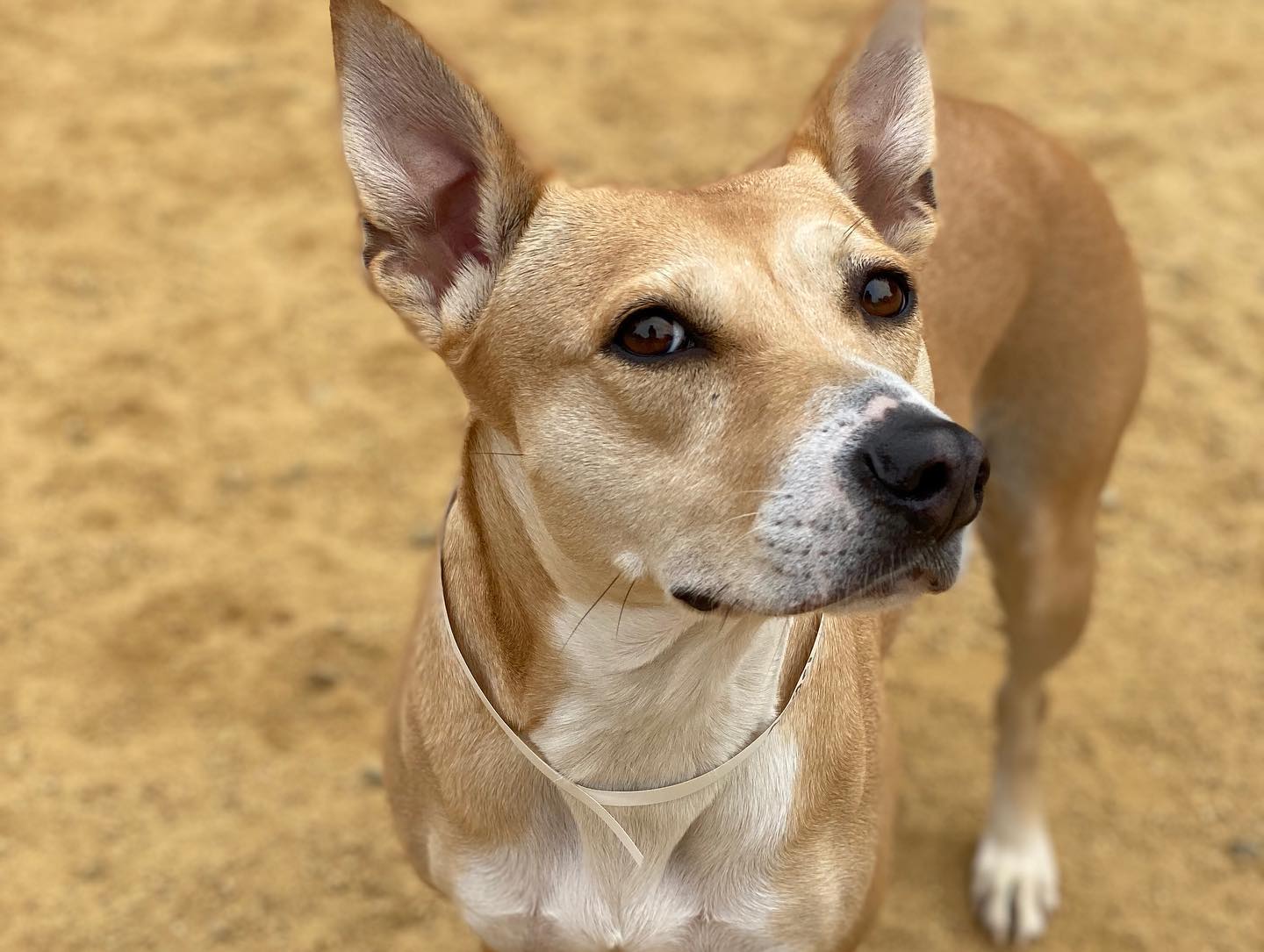 Has your dog seen you naked? - Pet Camp - San Francisco Dog Daycare and ...