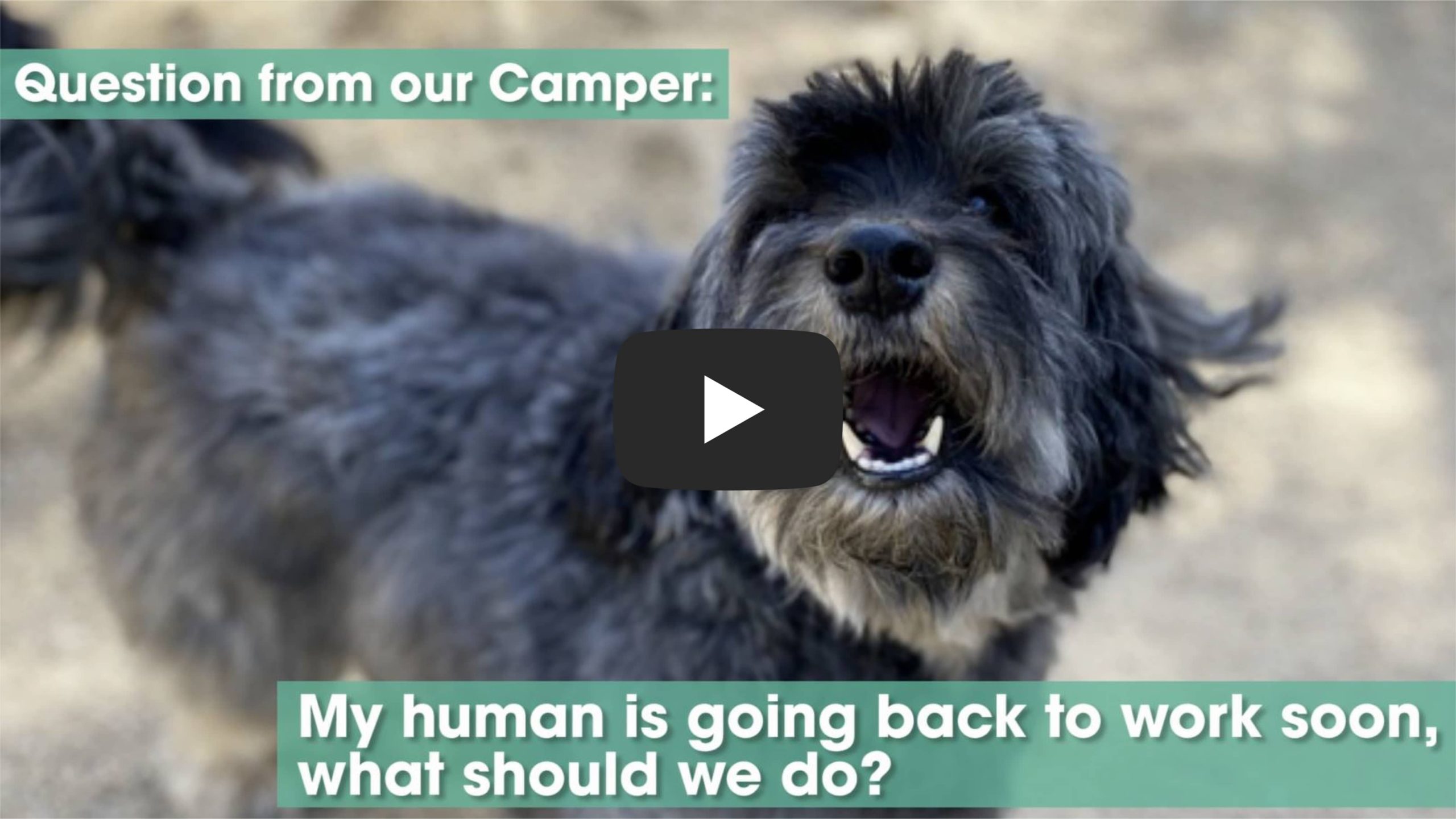 5 Tips to Help Your Pet Adjust When Returning to Work - Pet Camp