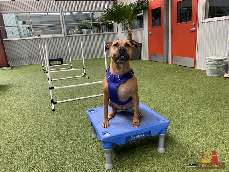 All Breeds Welcome at Pet Camp - Pet Camp - San Francisco Dog Daycare ...