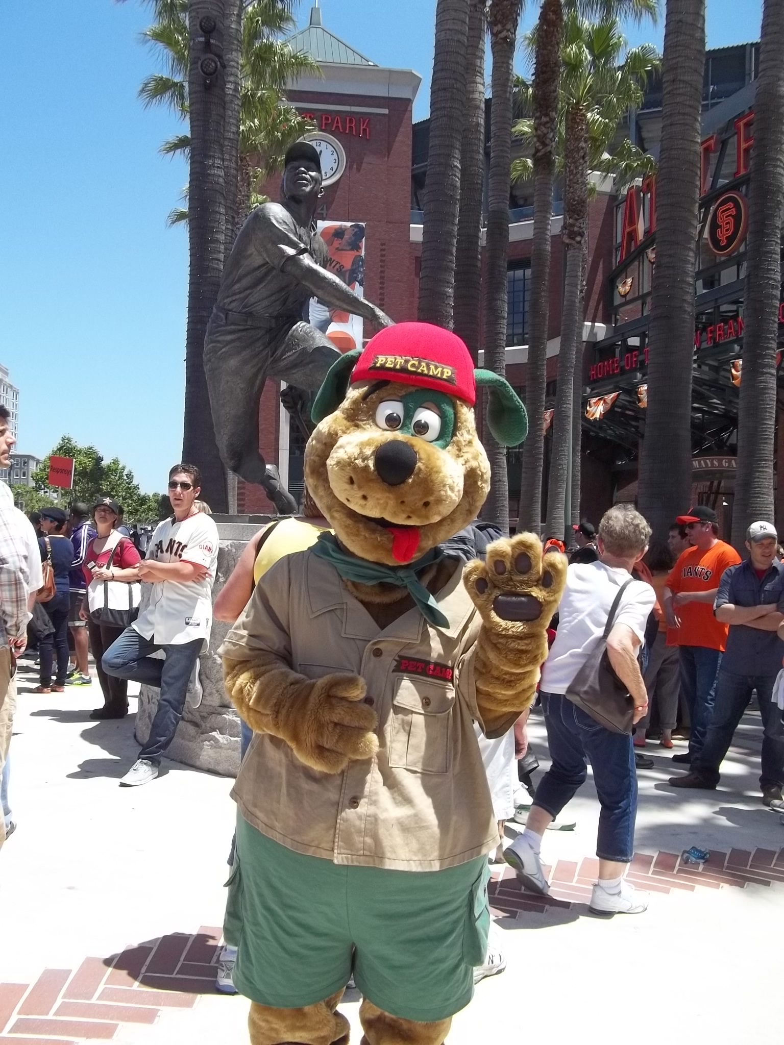 Let's Play Ball! - Pet Camp - San Francisco Dog Daycare and Pet Boarding