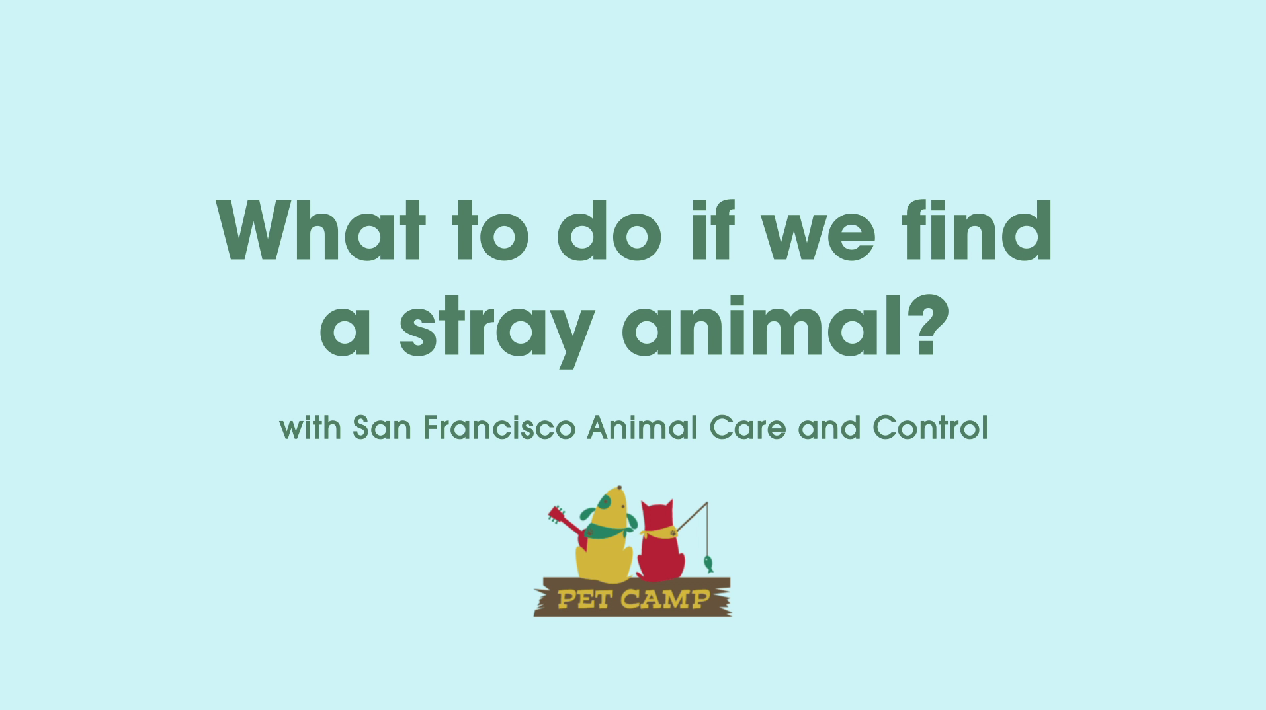 What to do if we find a stray animal? With San Francisco Animal Care ...