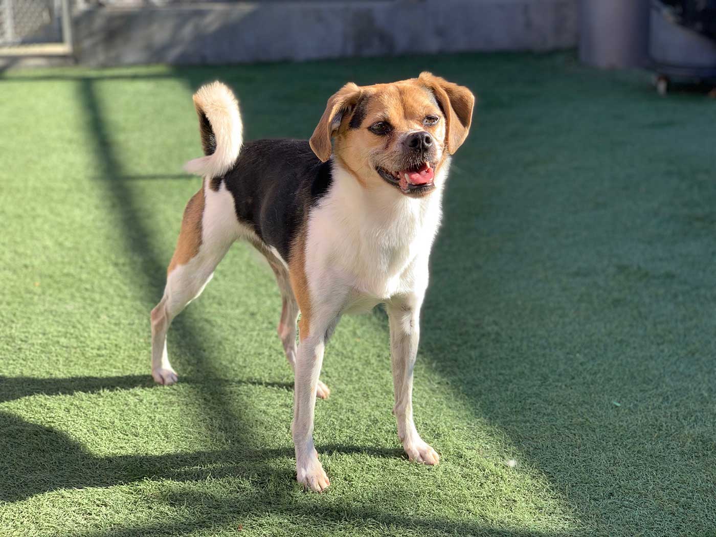 Camper Looking For a Forever Home - Pet Camp - San Francisco Dog ...