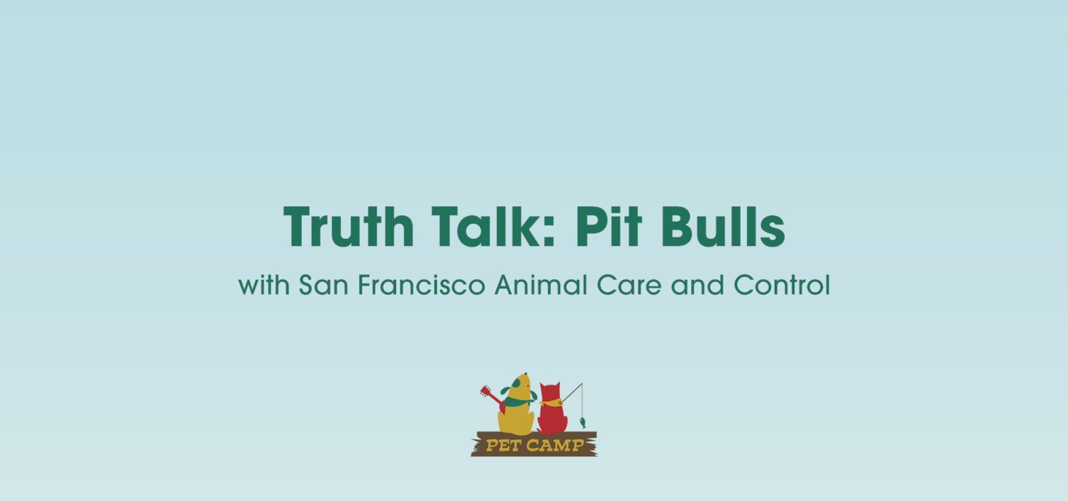 Truth Talk: Pit Bulls | Pet Camp & San Francisco Animal Care & Control