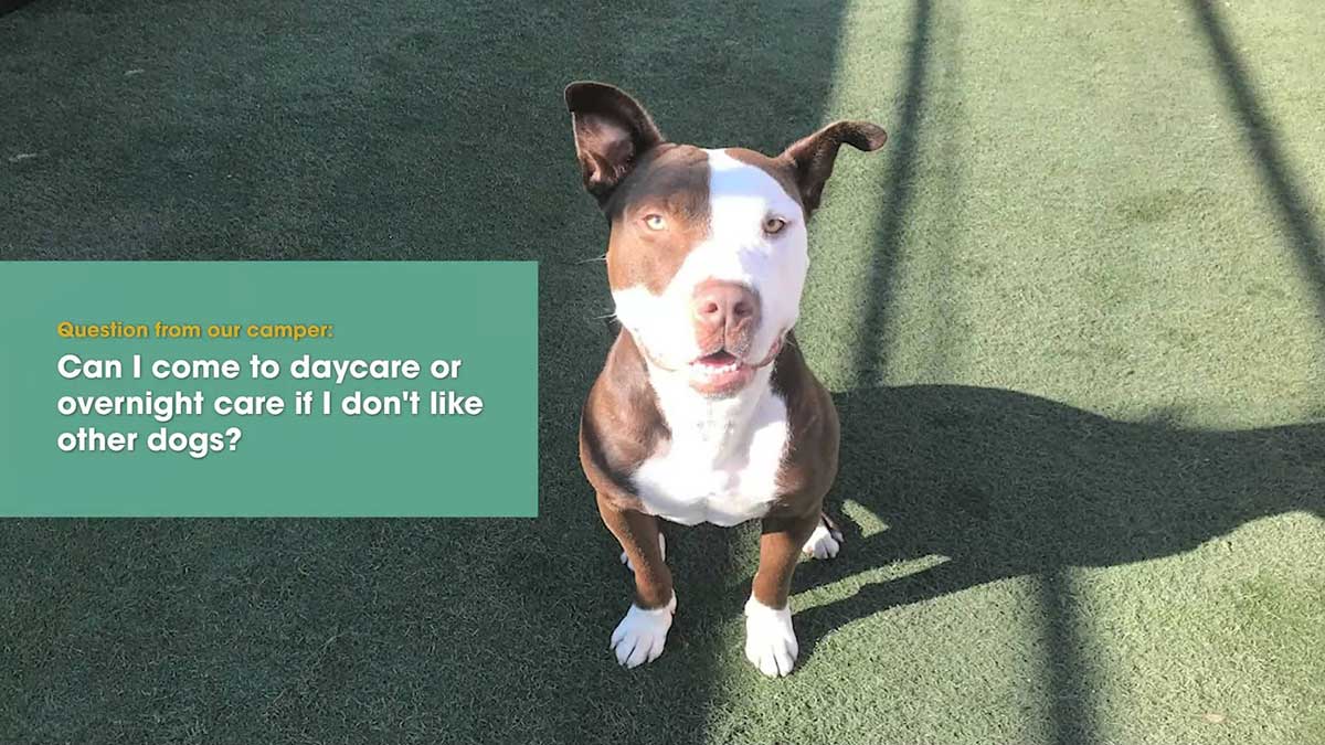 Non-Social Dogs - Question Mark Video - Pet Camp - San Francisco Dog ...