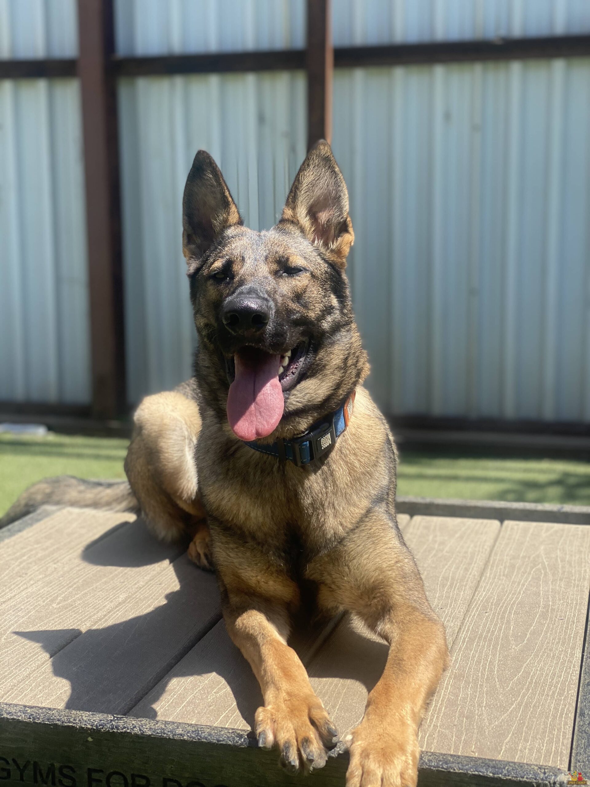 Dog Training at Pet Camp - Pet Camp - San Francisco Dog Daycare and Pet ...