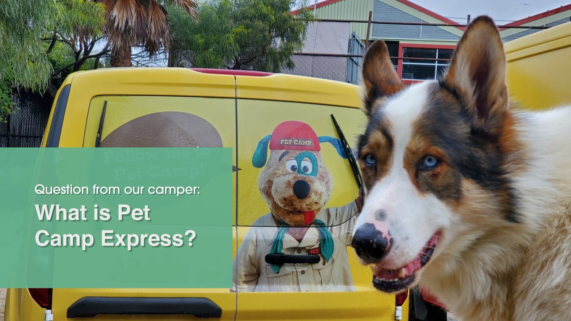 Question Mark: Pet Camp Express - Dog Pick-Up and Drop-Off