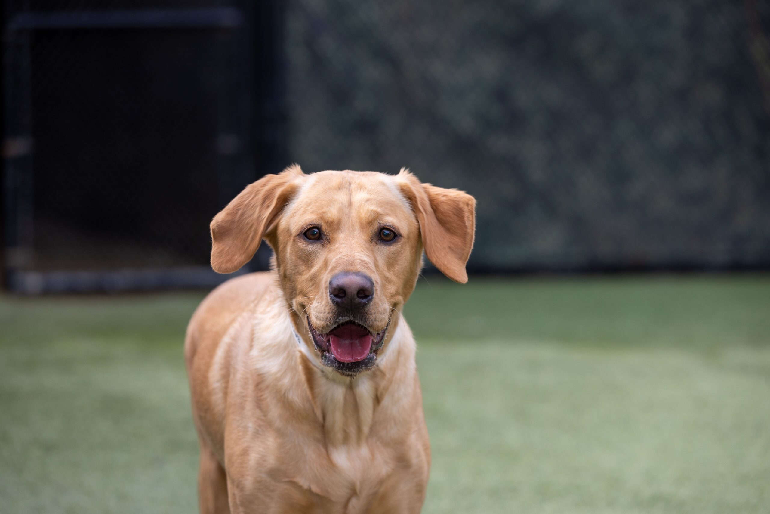 Take Time to Smell the Roses When Walking Your Dog - Pet Camp - San ...