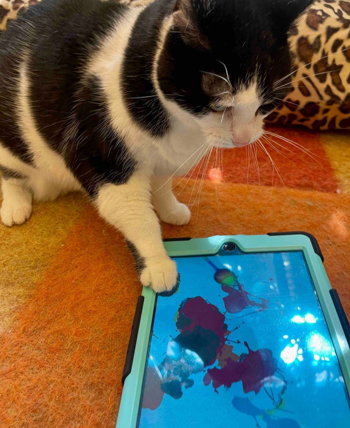 The Importance of Enrichment for Boarding Cats - Pet Camp - San ...