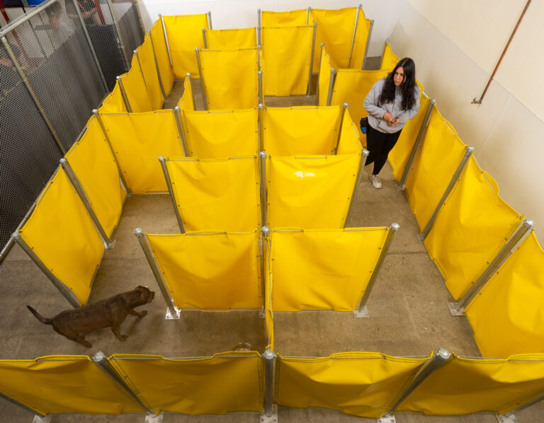 5 Reasons a Dog Maze is the Ultimate Enrichment Tool for Your Dog