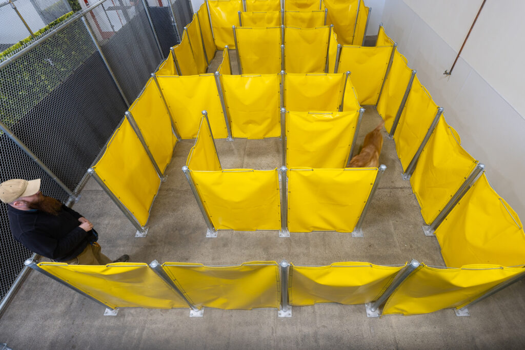 5 Reasons a Dog Maze is the Ultimate Enrichment Tool for Your Dog
