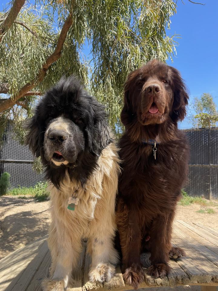 Karl and Your Dog - Pet Camp - San Francisco Dog Daycare and Pet Boarding