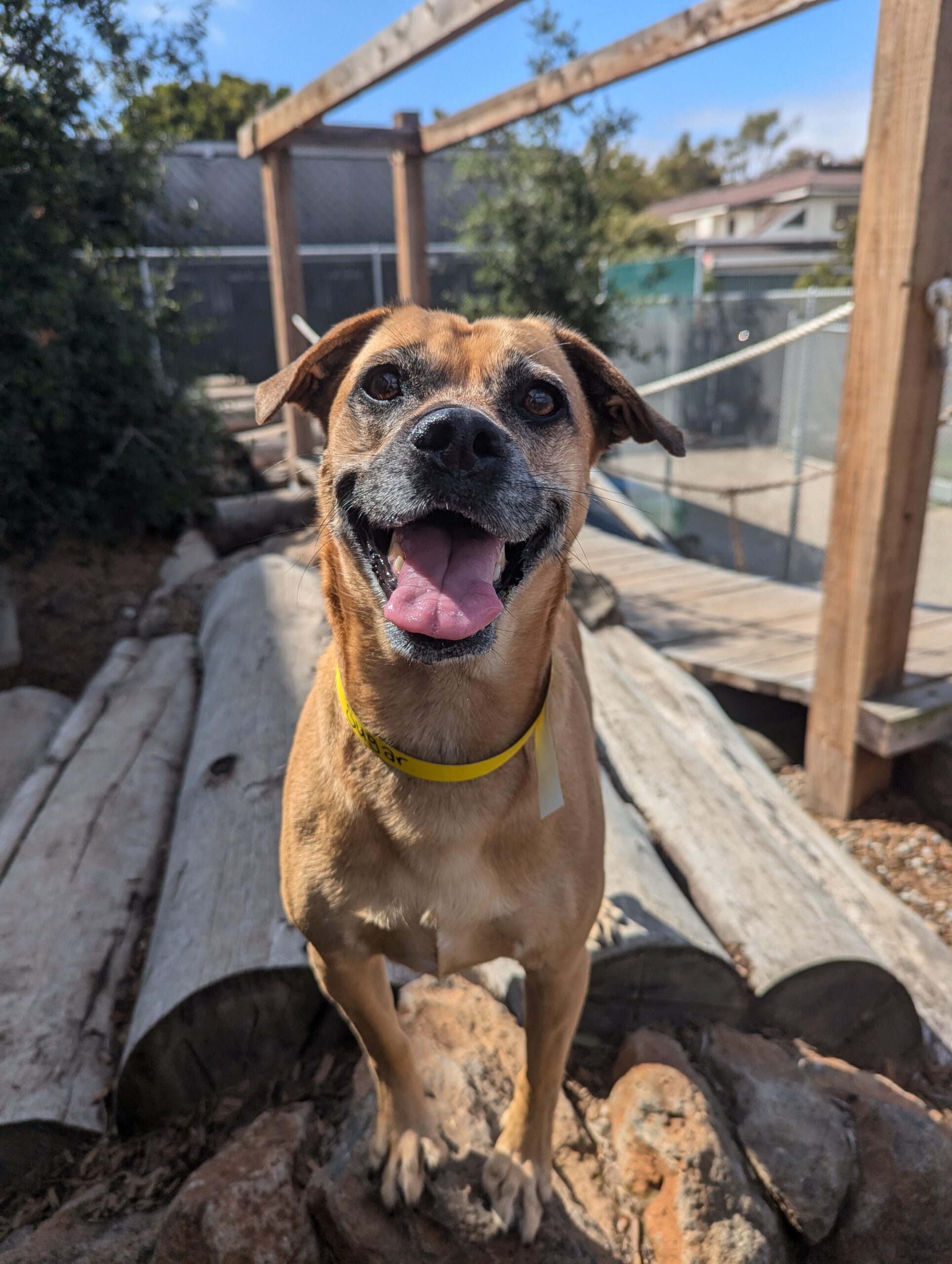 Can Non-Social Dogs Thrive at Dog Daycare? - Pet Camp - San Francisco ...