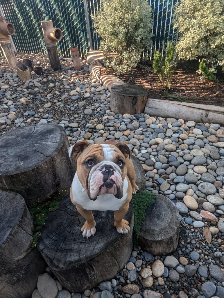 The Importance of Sensory Gardens for Dogs: A Haven for Urban Paws
